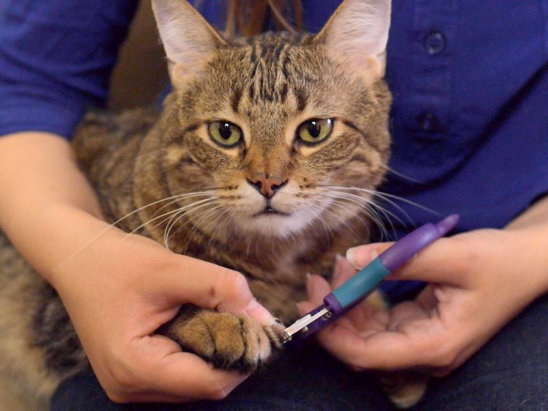 9 Quality Cat Products To Pamper Your Feline Friend