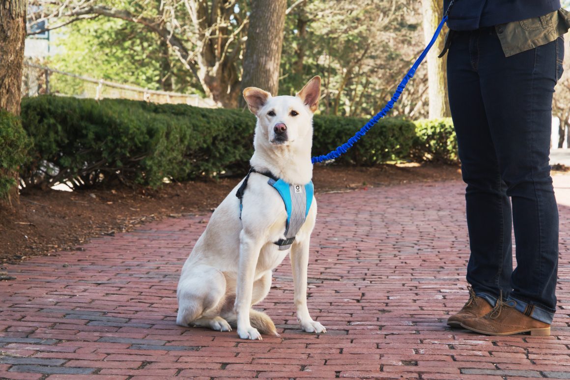 11 Essential Pet Travel Accessories for Your Next Road Trip – Discover ...
