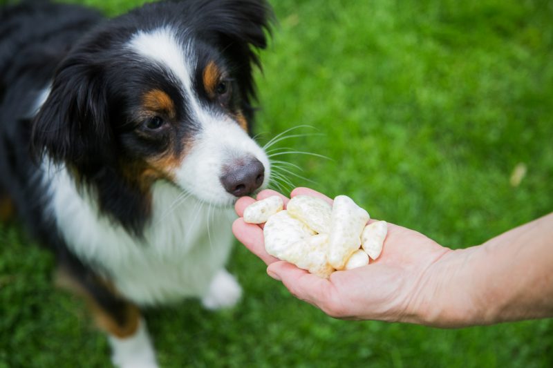 11 Pet Travel Accessories For A Stress-Free Road Trip